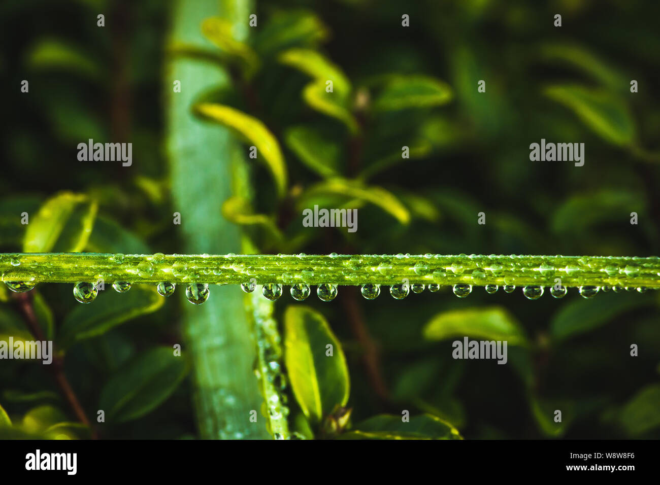 Fresh morning dew drops on green grass, macro nature background, spring ...