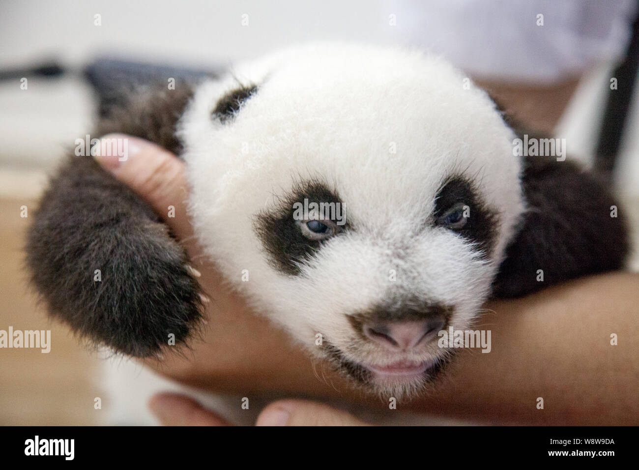 One of the panda triplets born by female giant panda Ju Xiao or Juxiao ...