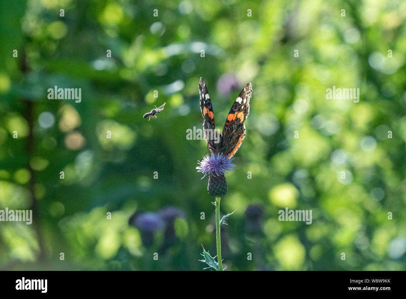 Red admiral flying hi-res stock photography and images - Alamy