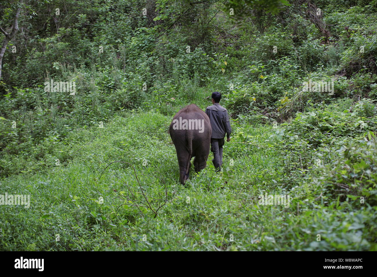 Wang Guobin of the local Asian elephant breeding center escorts a wild elephant to the forest to ...