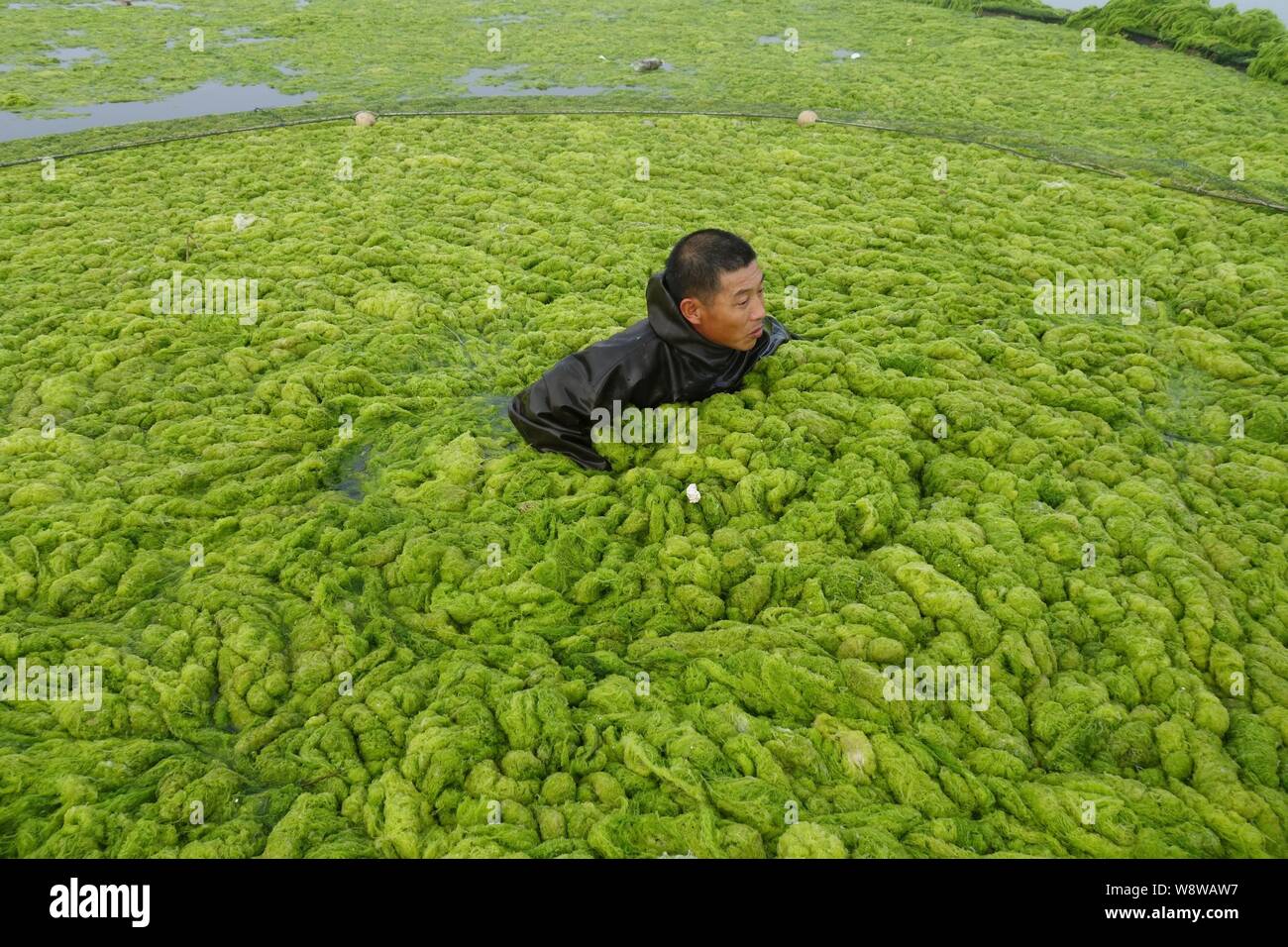 A Chinese aquaculturist tries to clear away massive green algae ...