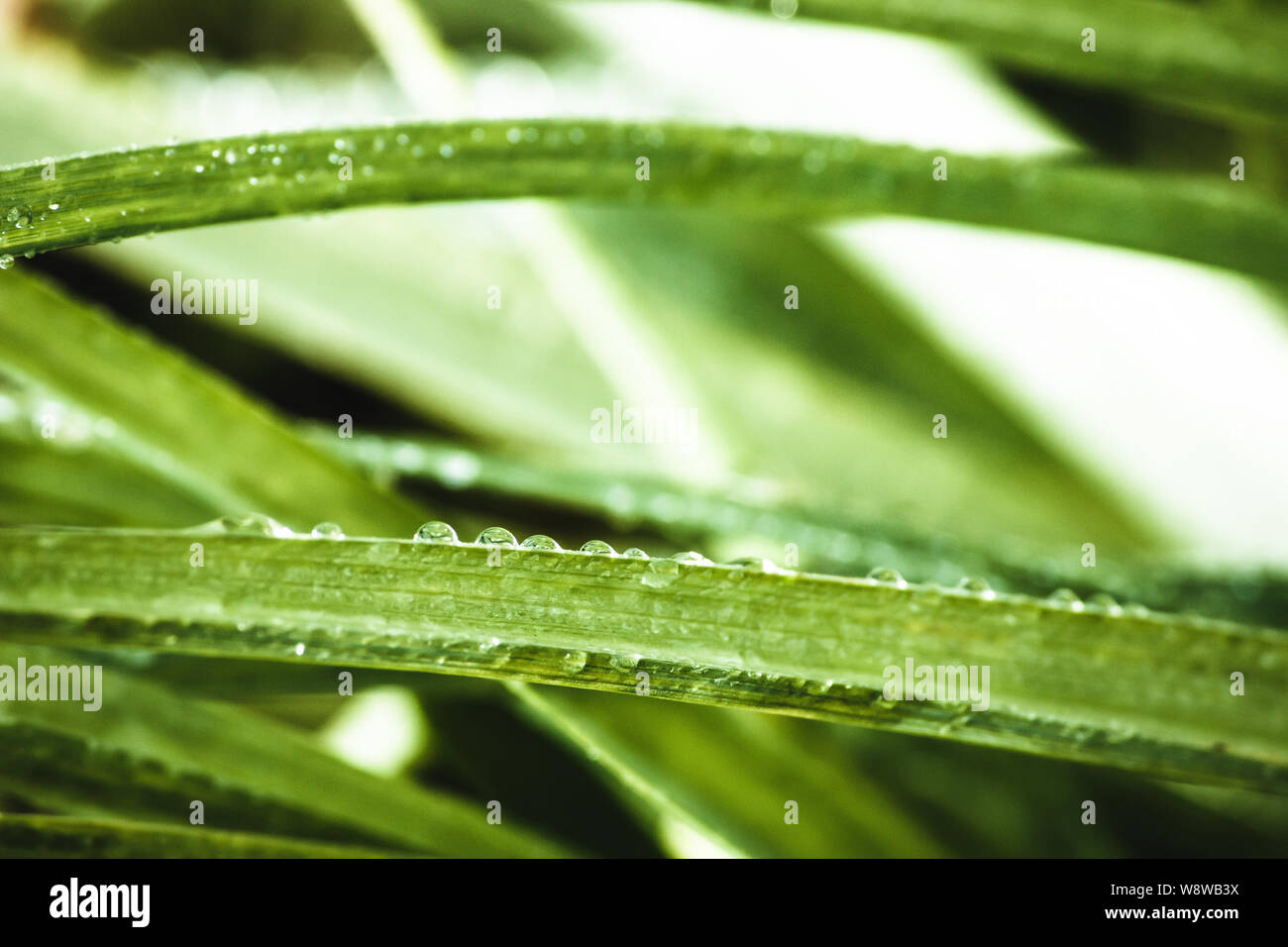 Fresh morning dew drops on green grass, macro nature background, spring ...