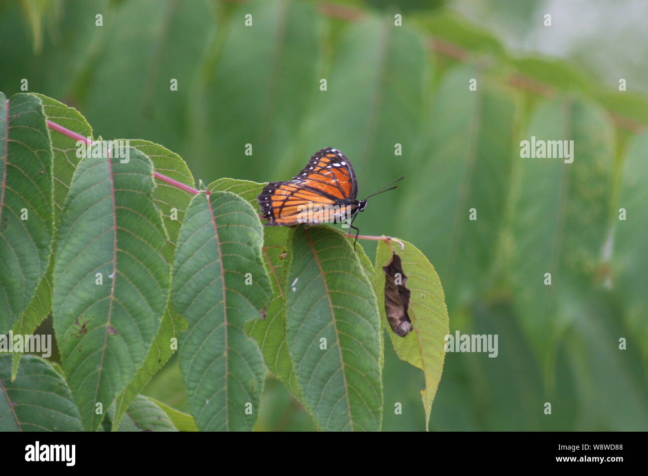 Resting Monarch Butterfly Stock Photo - Alamy