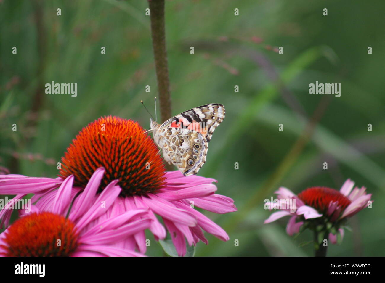 The beauty of a White Monarch Butterfly Stock Photo - Alamy
