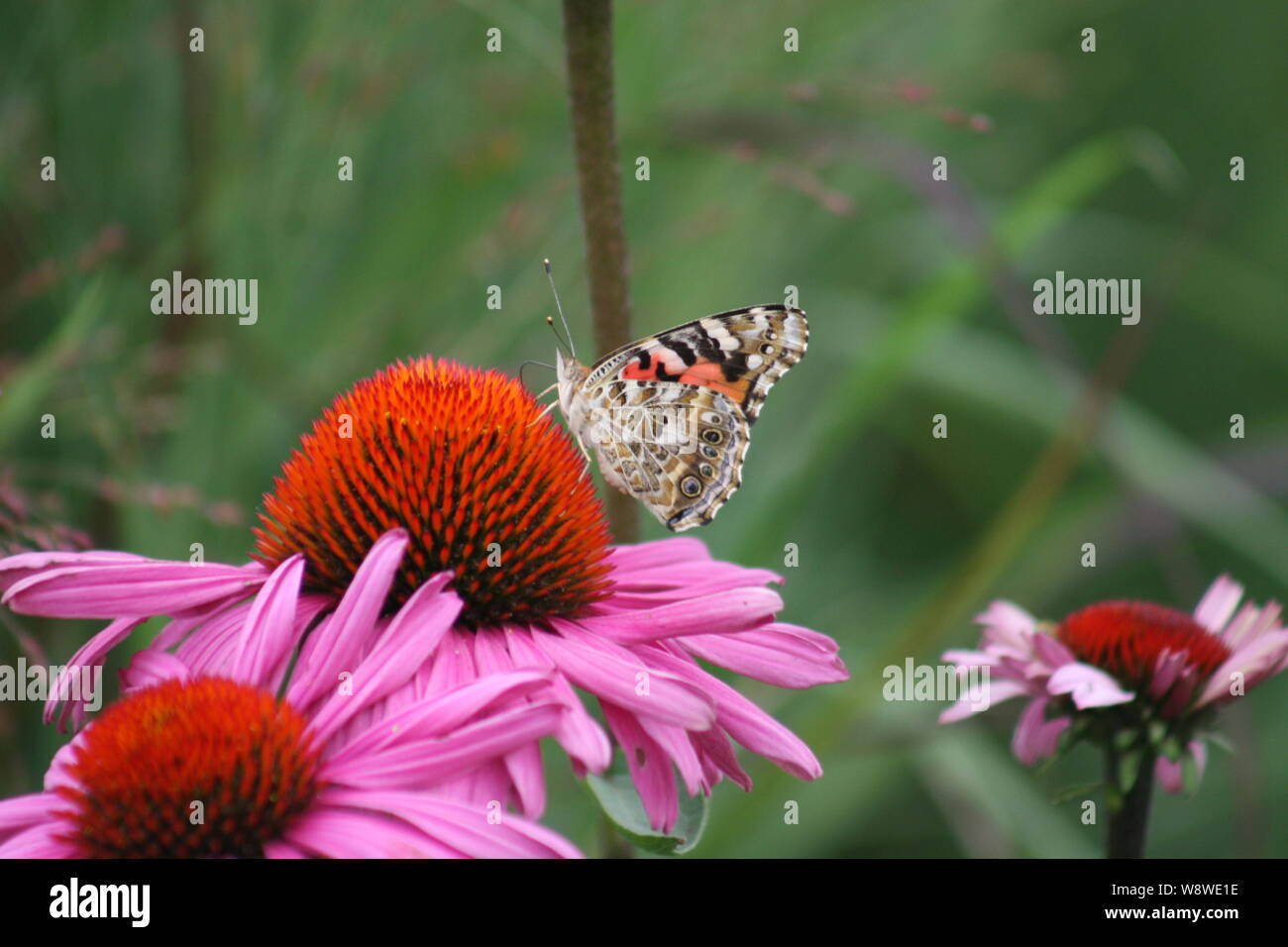White monarch hi-res stock photography and images - Alamy