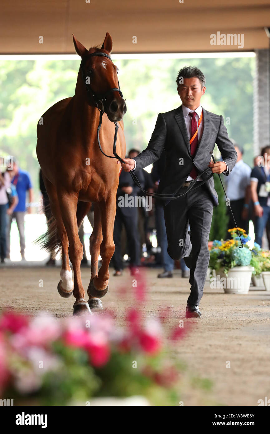Horse inspection tokyo hi-res stock photography and images - Alamy
