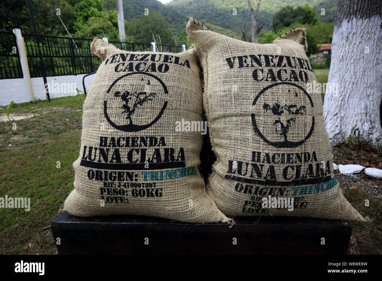 Venezuelan chocolate hi-res stock photography and images - Alamy