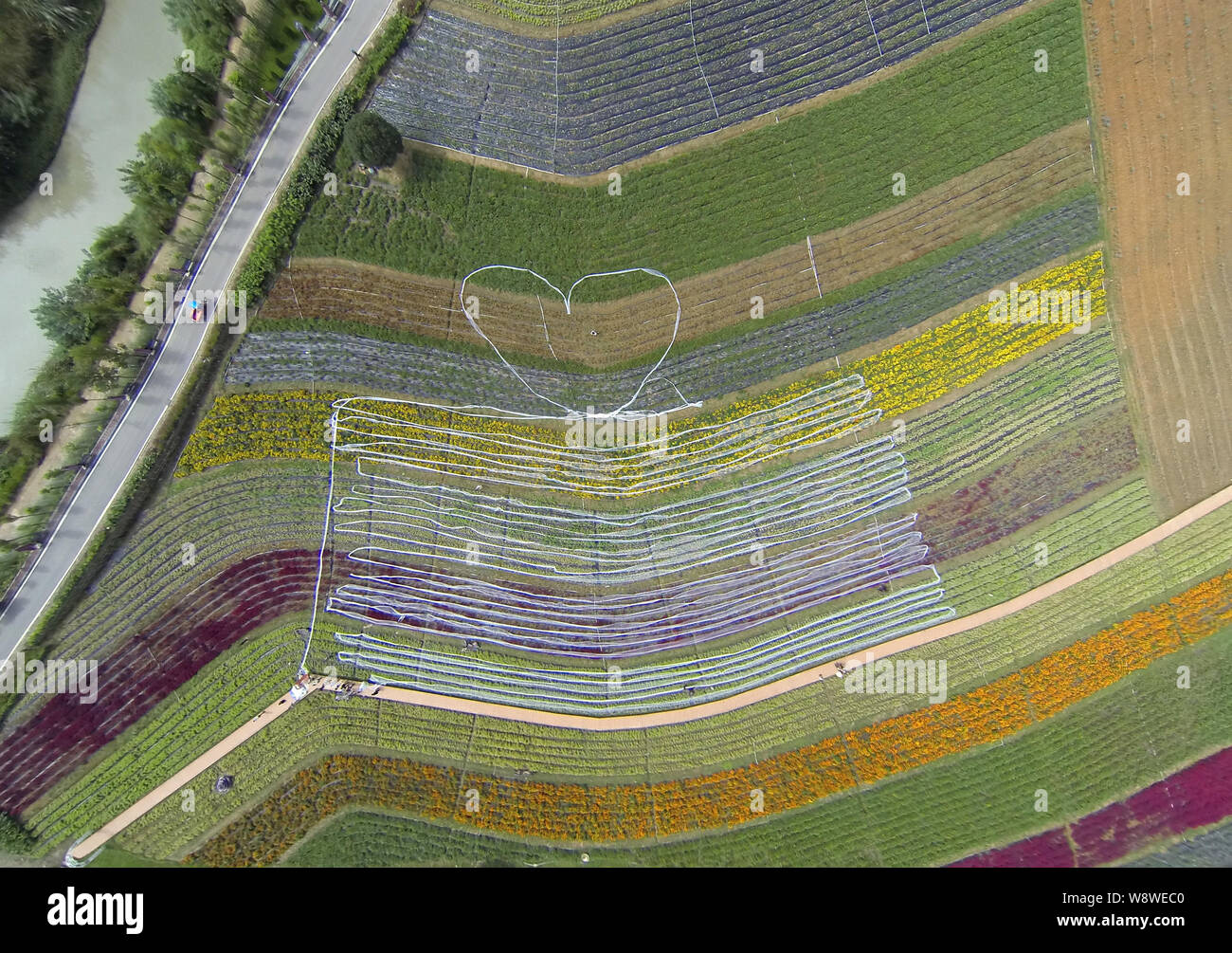 Aerial view of the 4,100-meter-long wedding dress in a flower field at ...