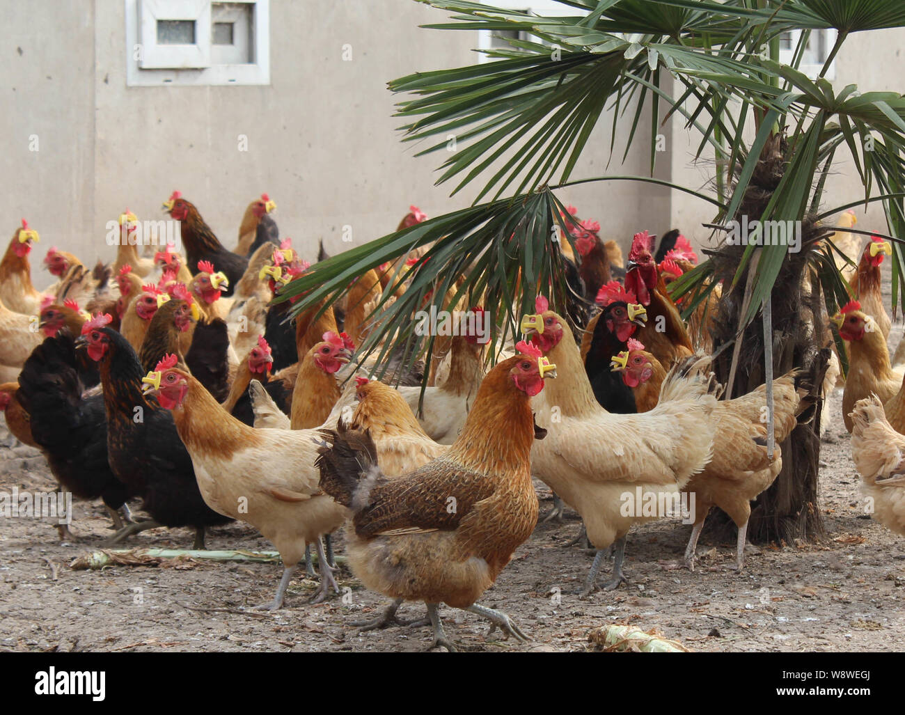 China police glasses hi-res stock photography and images - Alamy