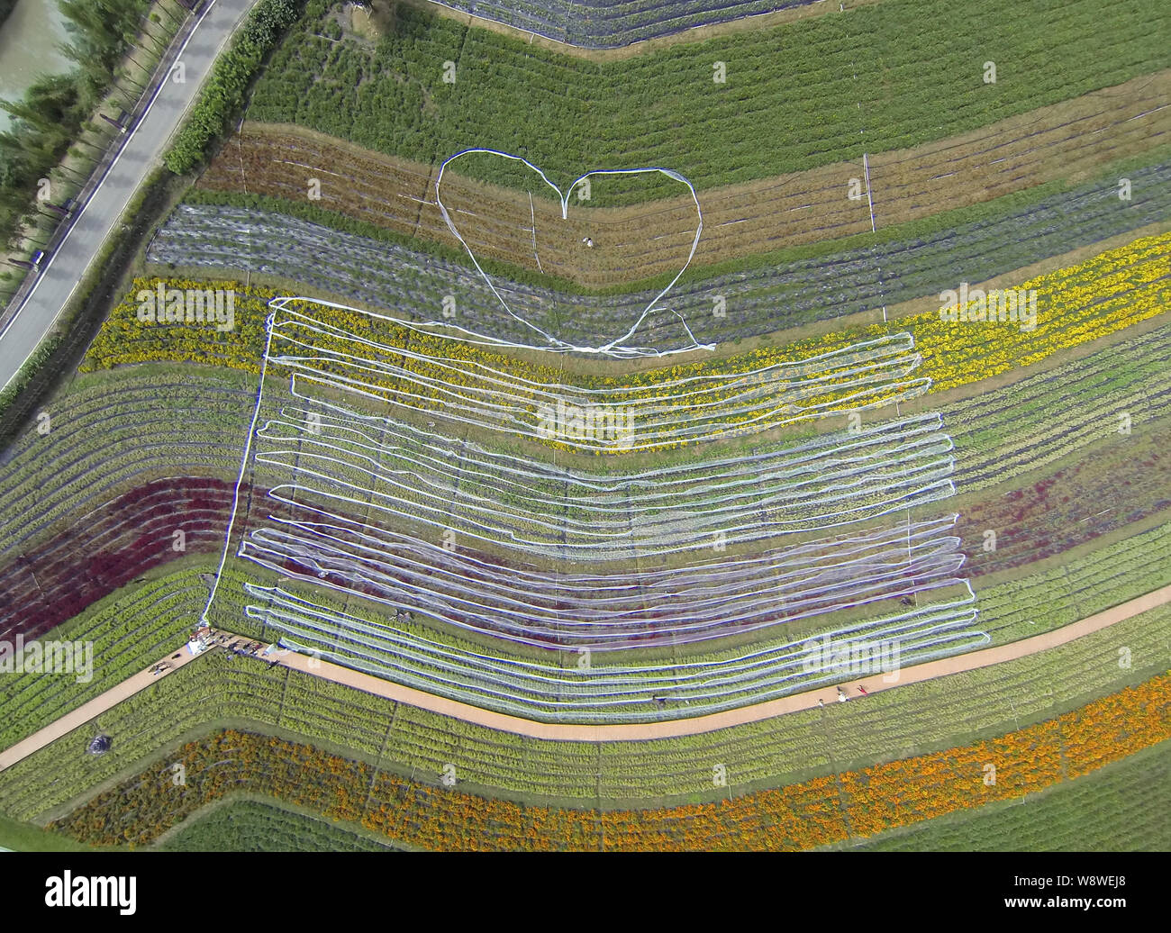 Aerial view of the 4,100-meter-long wedding dress in a flower field at ...