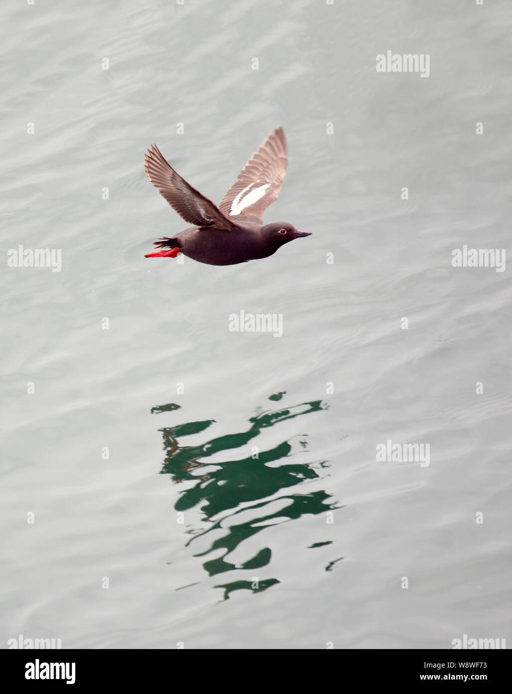 Pigeon Guillemot in Flight over Ocean Stock Photo - Alamy