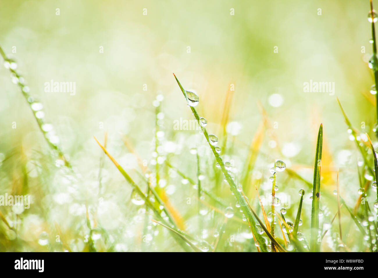 Fresh morning dew drops on green grass, macro nature background, spring ...