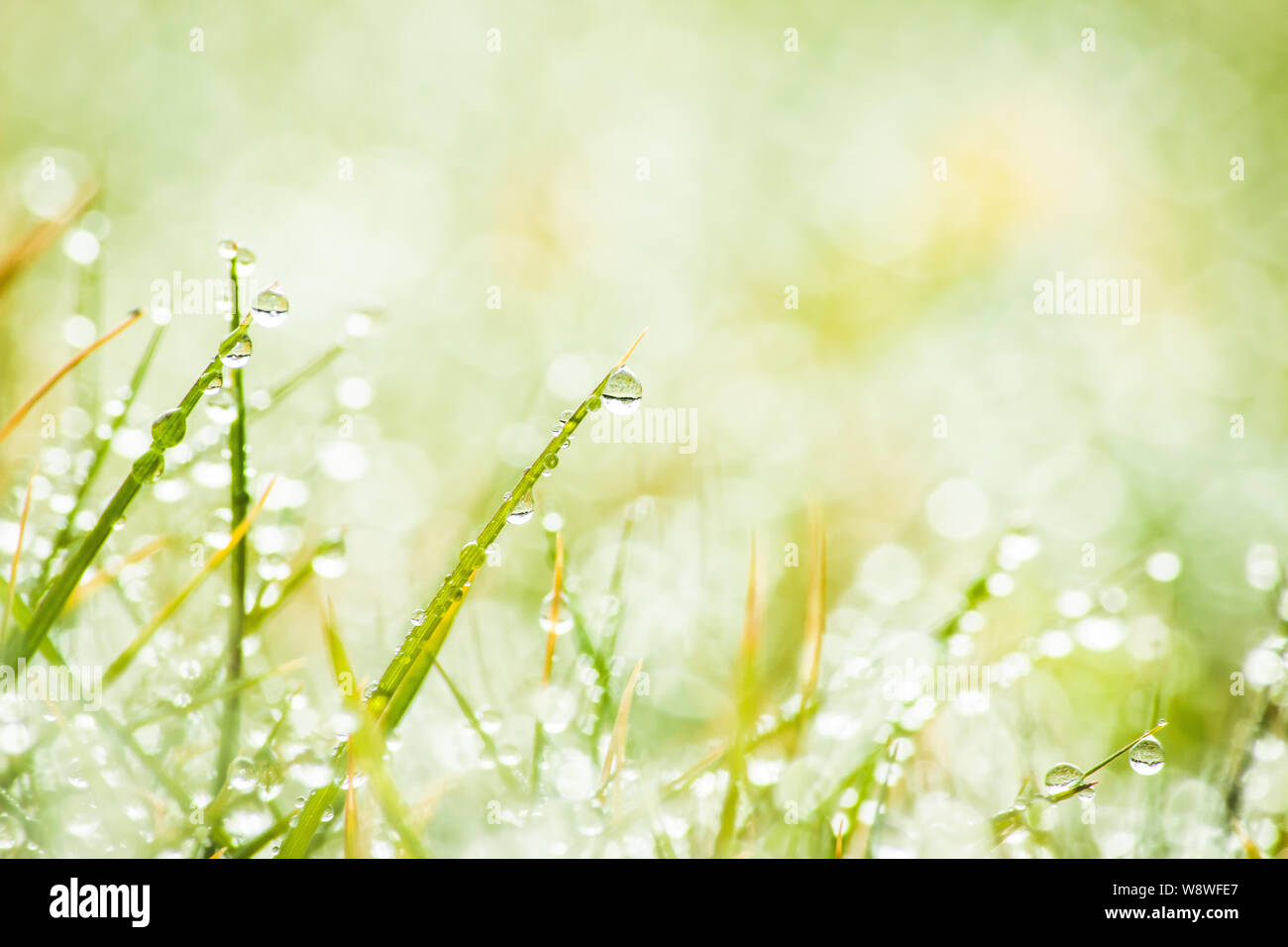 Fresh morning dew drops on green grass, macro nature background, spring ...