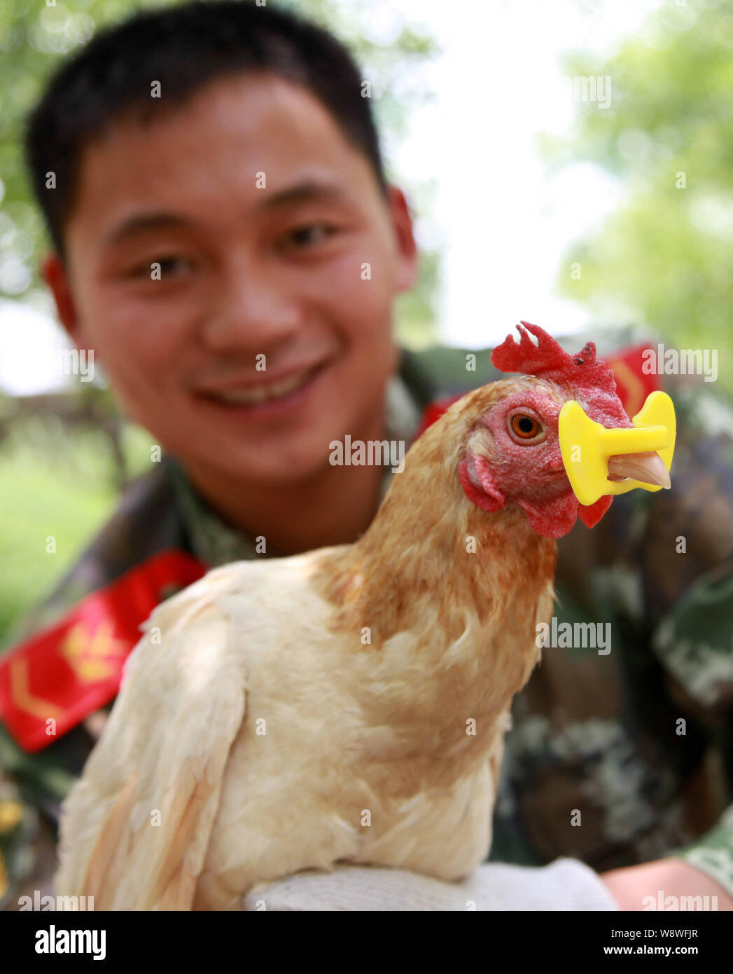 A Chinese paramilitary policeman shows a chicken wearing plastic ...