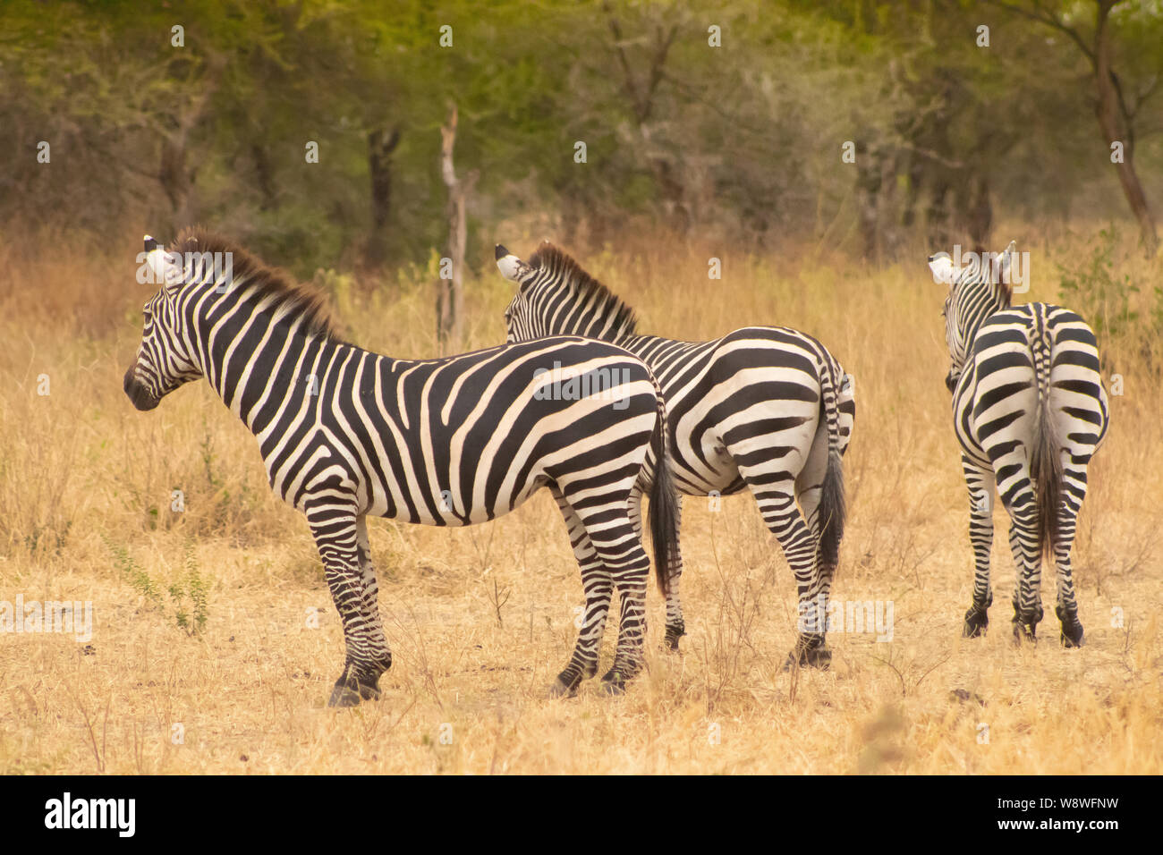 Wildlife in the Serengeti Stock Photo - Alamy