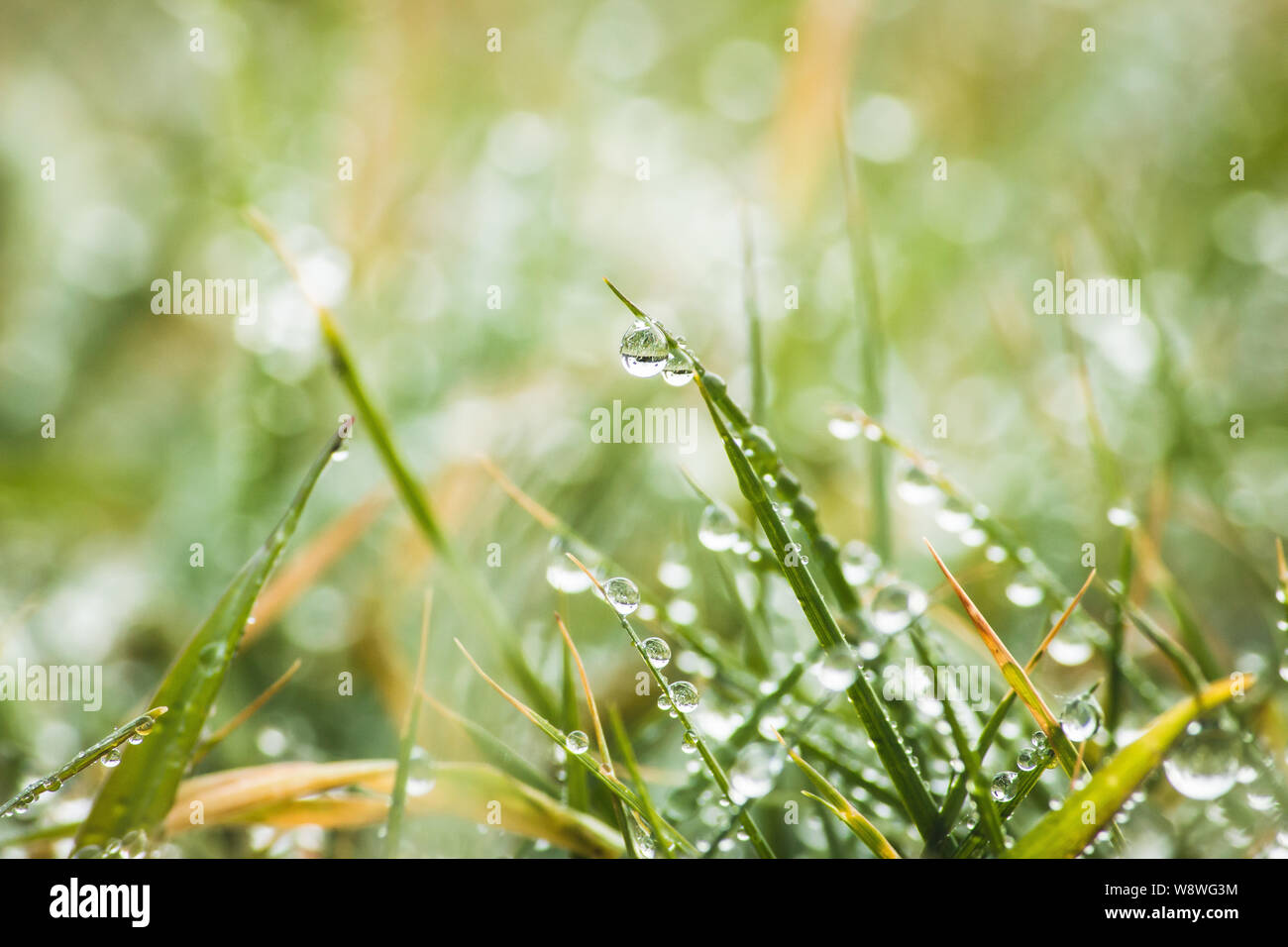 Fresh morning dew drops on green grass, macro nature background, spring ...