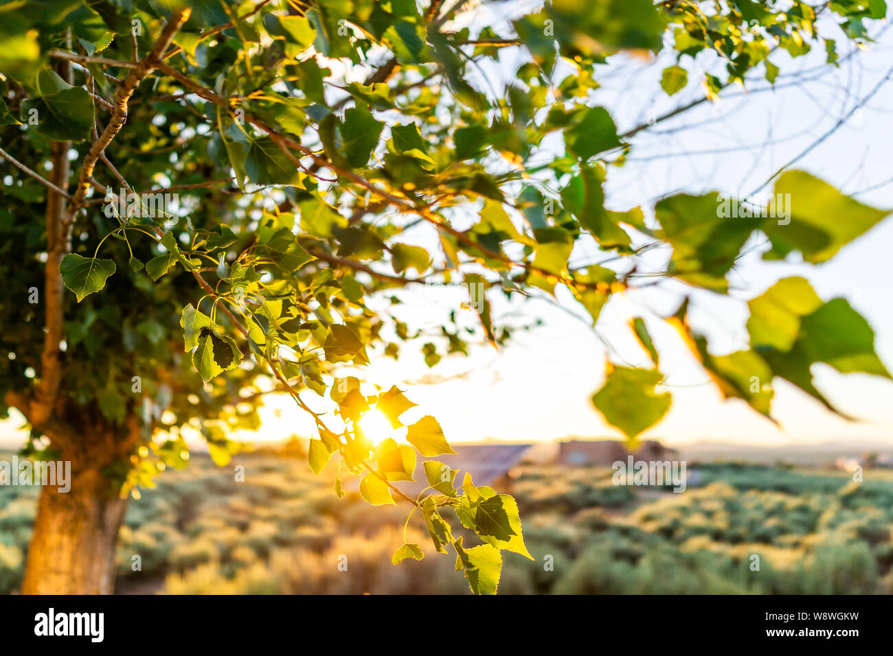 View of sunset through tree leaves in Ranchos de Taos valley and green ...
