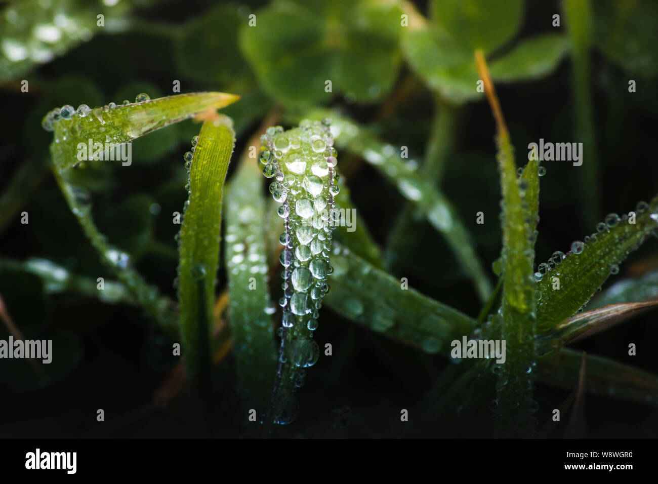 Fresh morning dew drops on green grass, macro nature background, spring ...