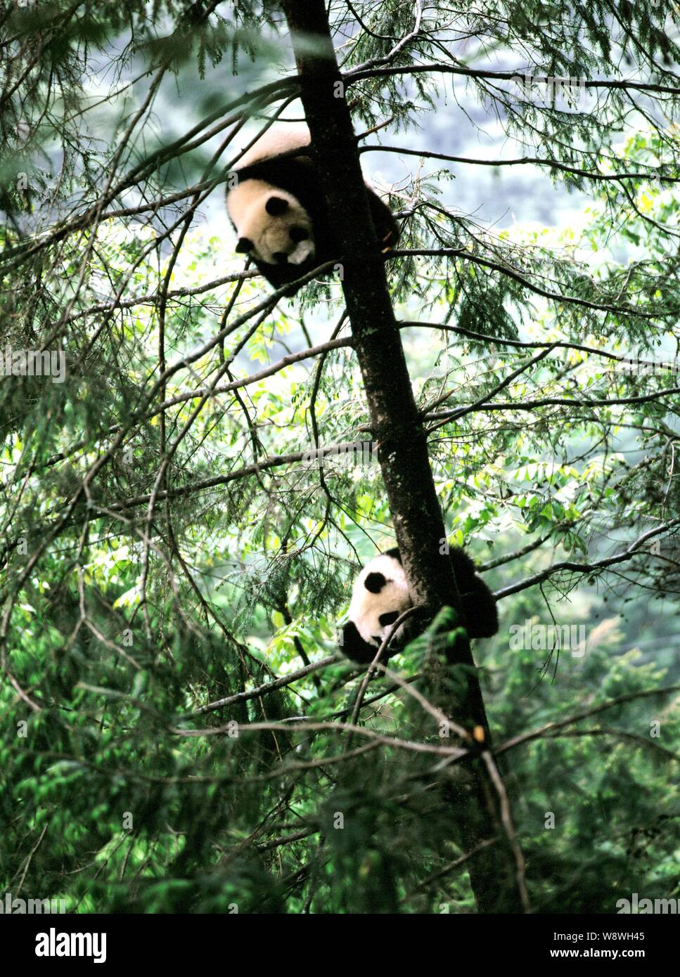 Panda china wolong panda center hi-res stock photography and images - Alamy