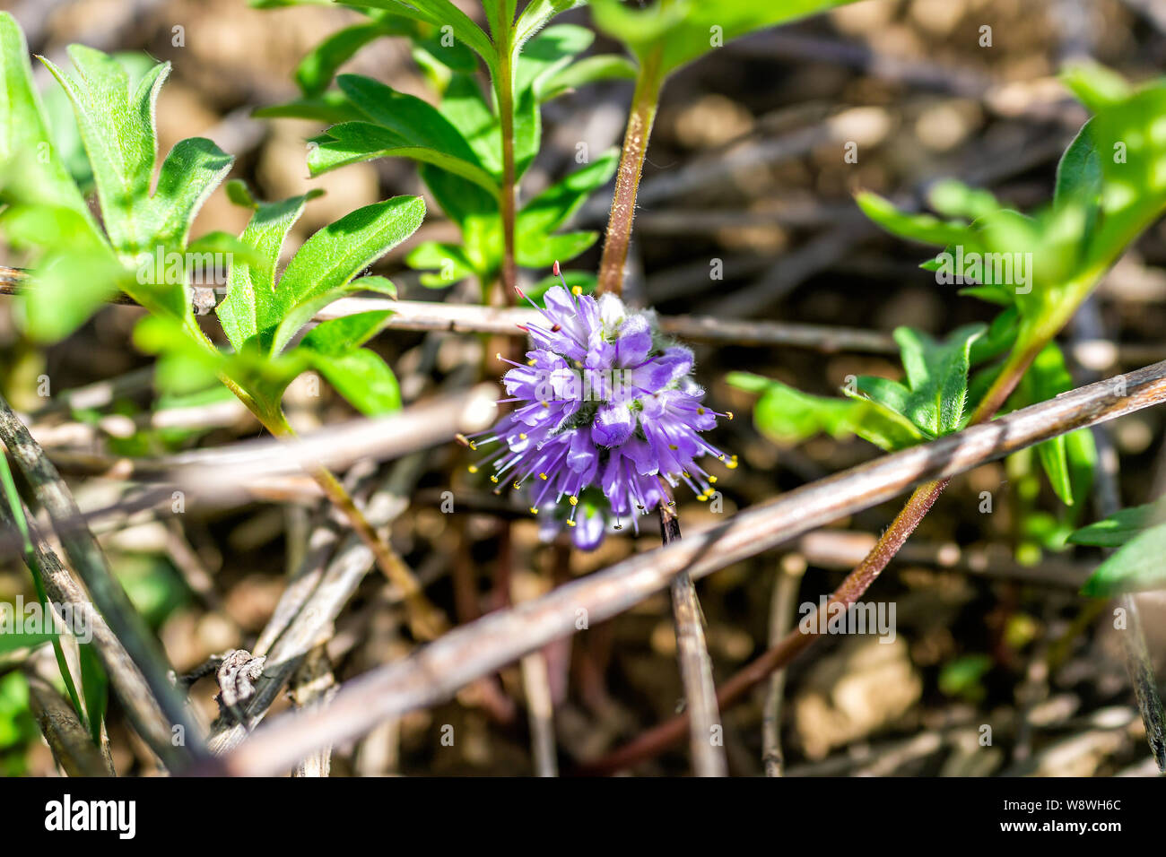 Macro closeup of Ballhead waterleaf flower with purple color on hiking ...