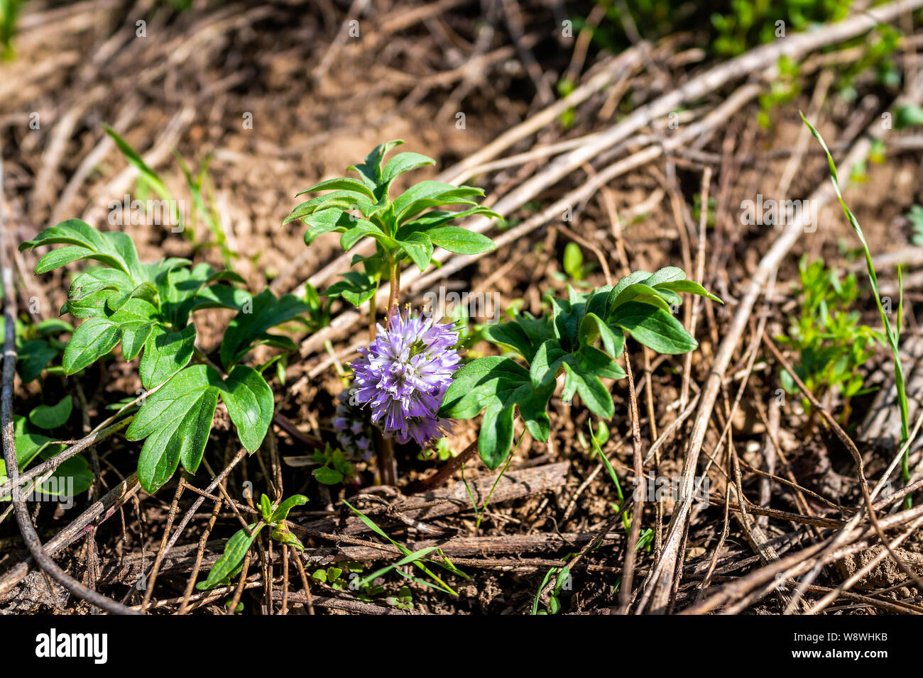 Closeup of colorful Ballhead waterleaf flower with purple color on ...