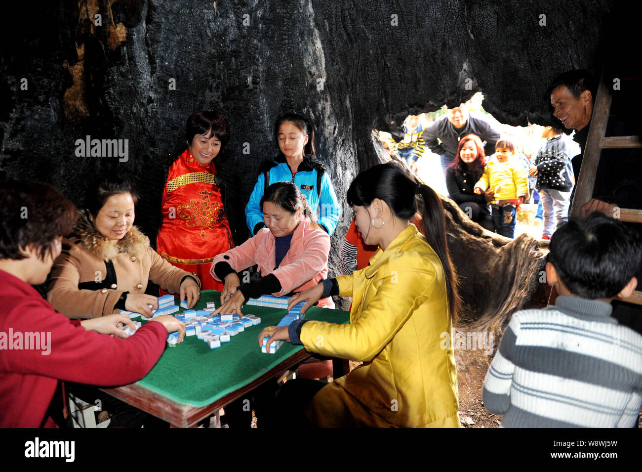 Local Chinese villagers play mahjong inside the 1800-year-old camphor ...