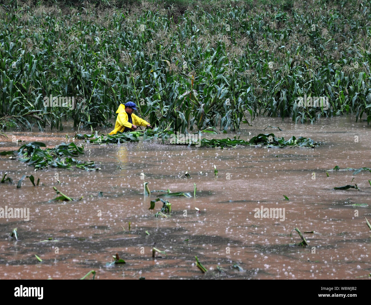 Effects Of Floods On Crops
