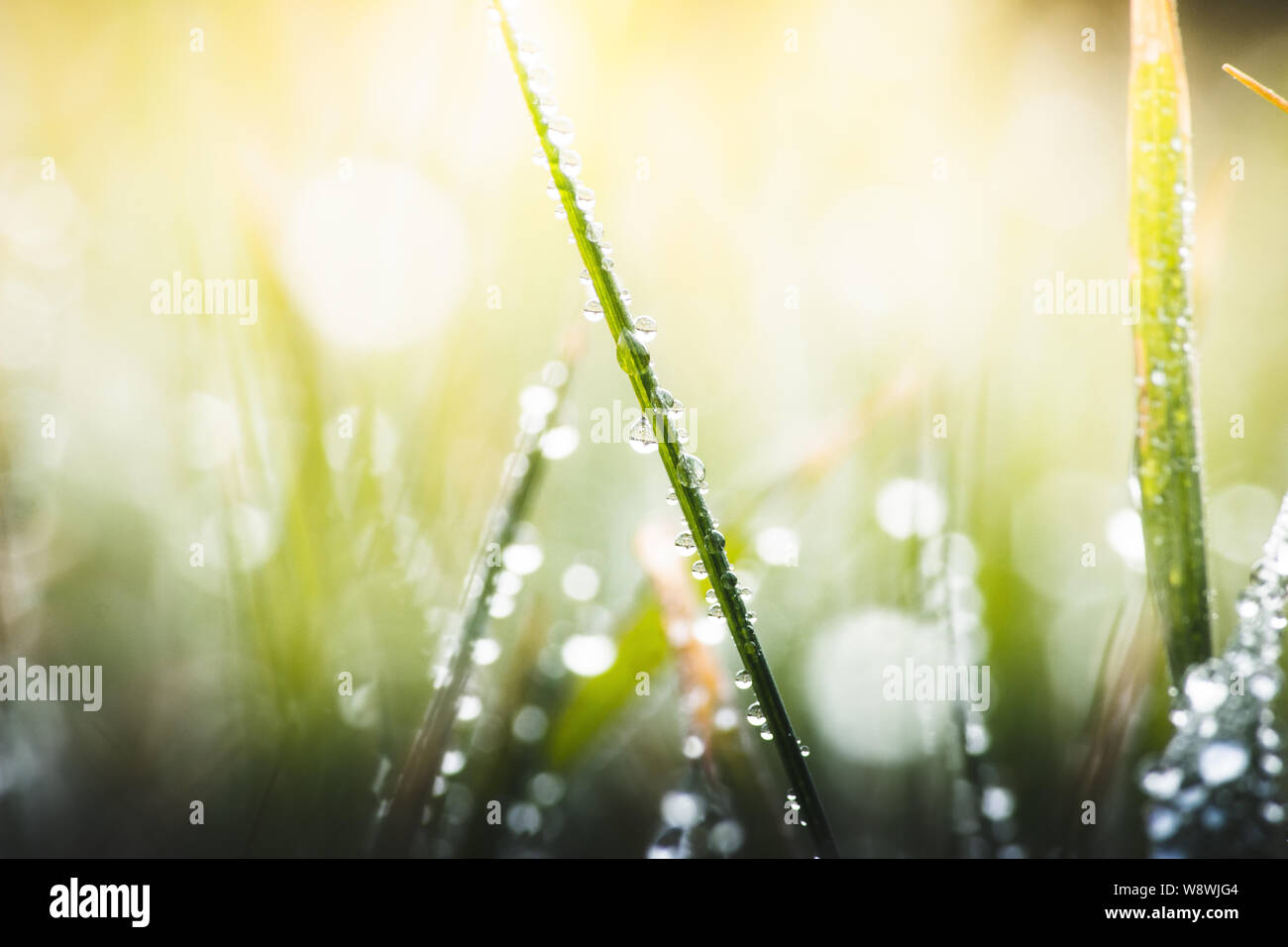 Fresh morning dew drops on green grass, macro nature background, spring ...