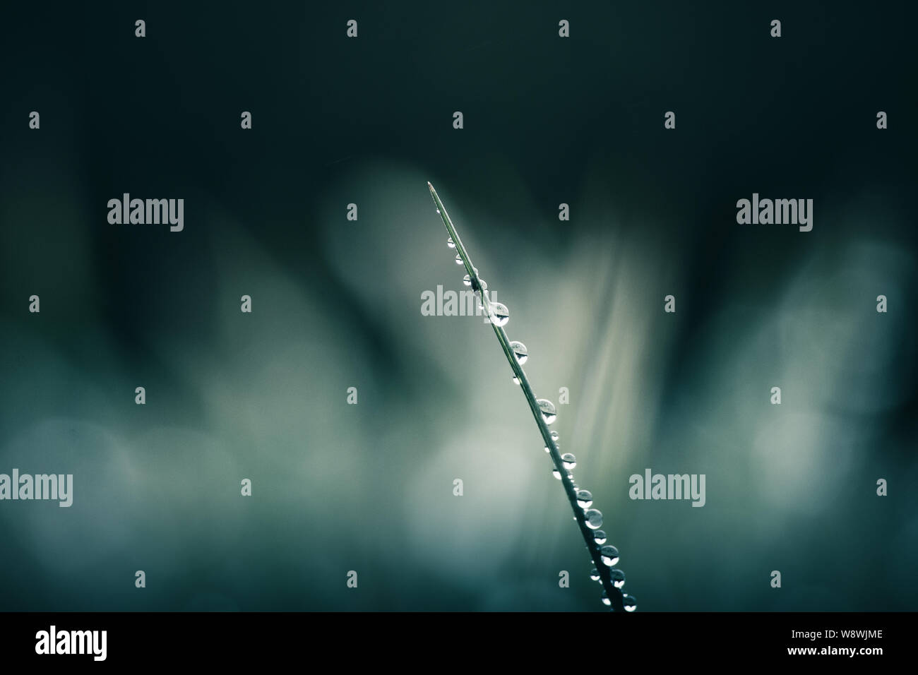 Fresh morning dew drops on green grass, macro nature background, spring ...