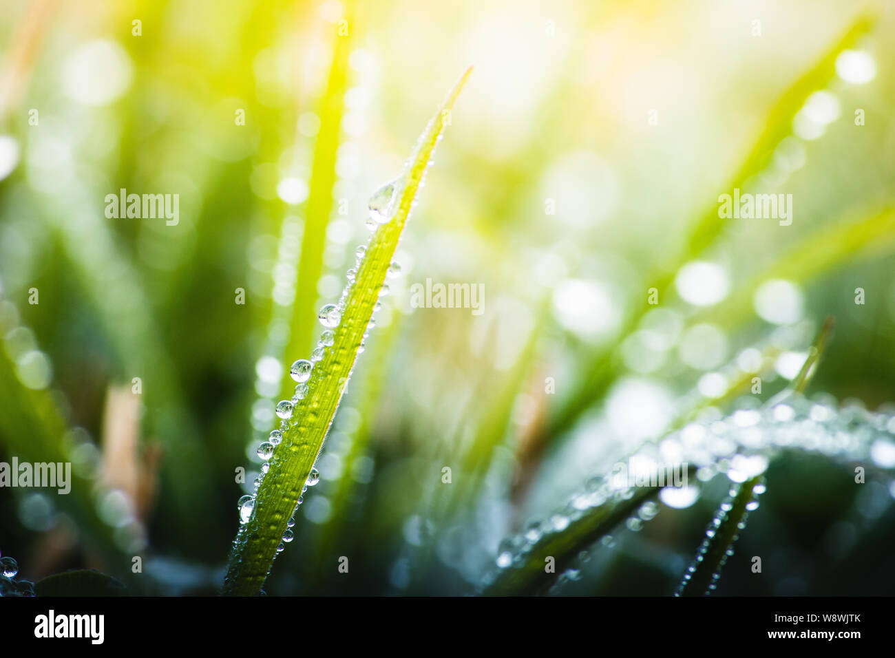 Fresh morning dew drops on green grass, macro nature background, spring ...