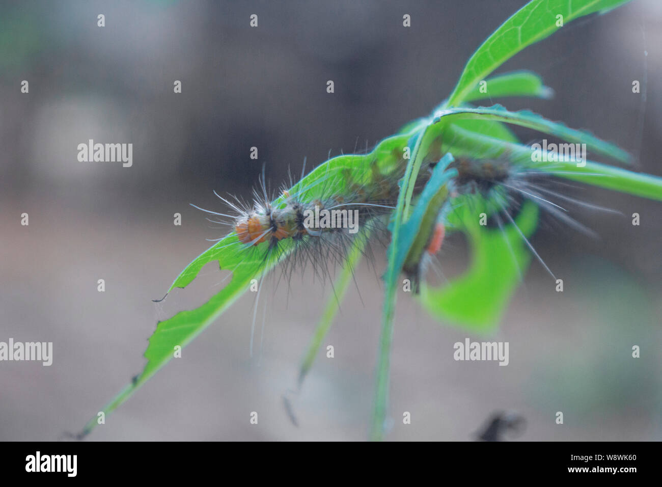 Close Up the Body of Fire Caterpillars Witch Hairy and Itchy Stock ...