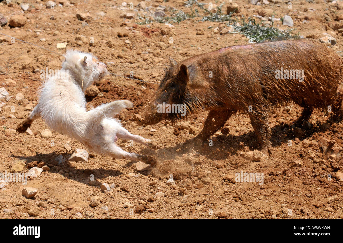 Xiasi dog hi-res stock photography and images - Alamy