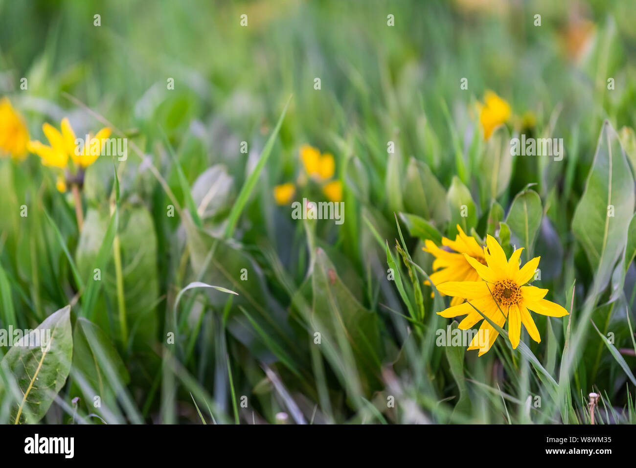 Many yellow Mule's Ears or Aspen sunflower flowers on Crested Butte ...