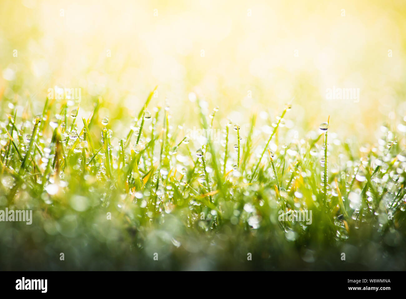 Fresh morning dew drops on green grass, macro nature background, spring ...
