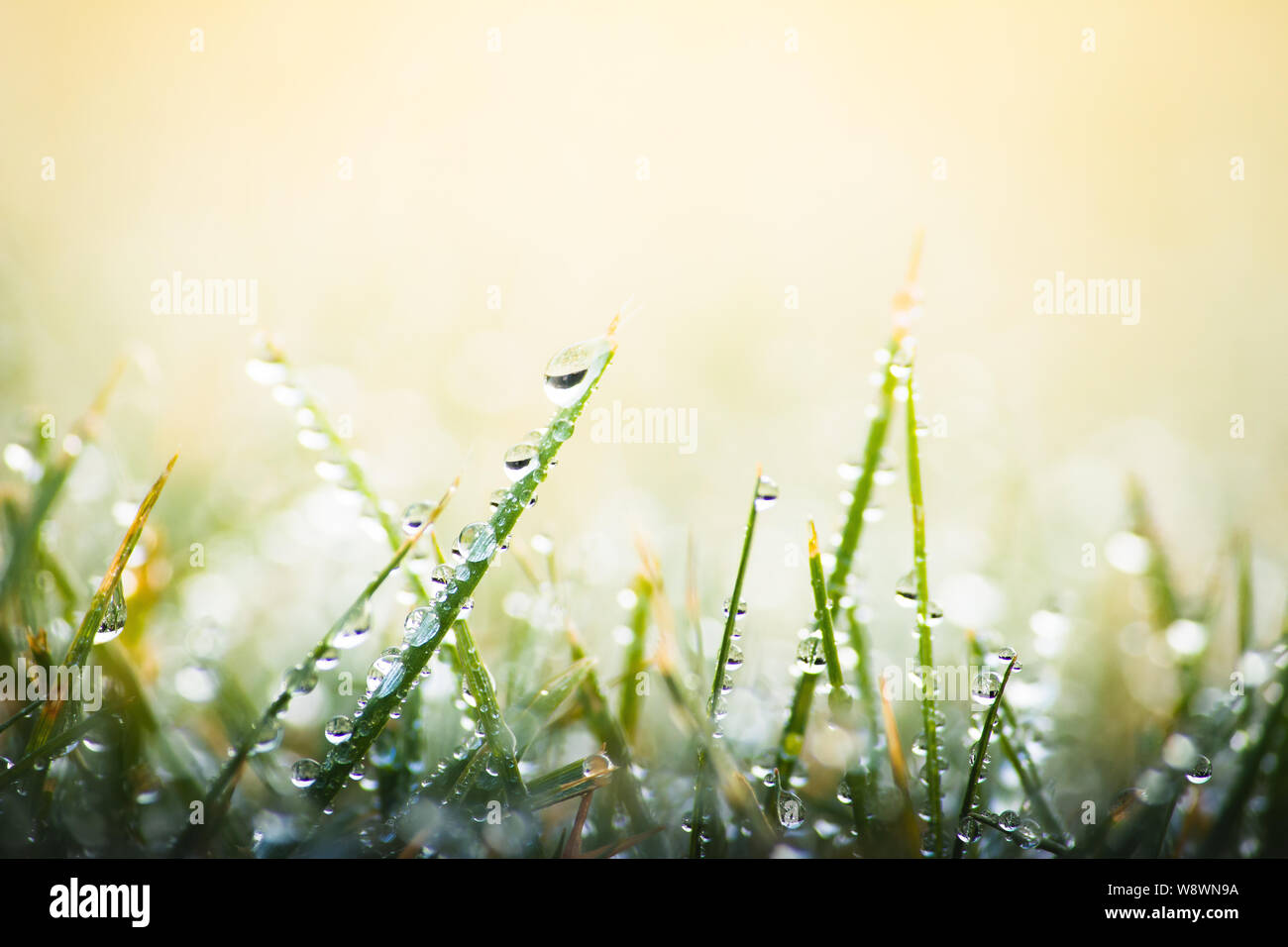 Fresh morning dew drops on green grass, macro nature background, spring ...