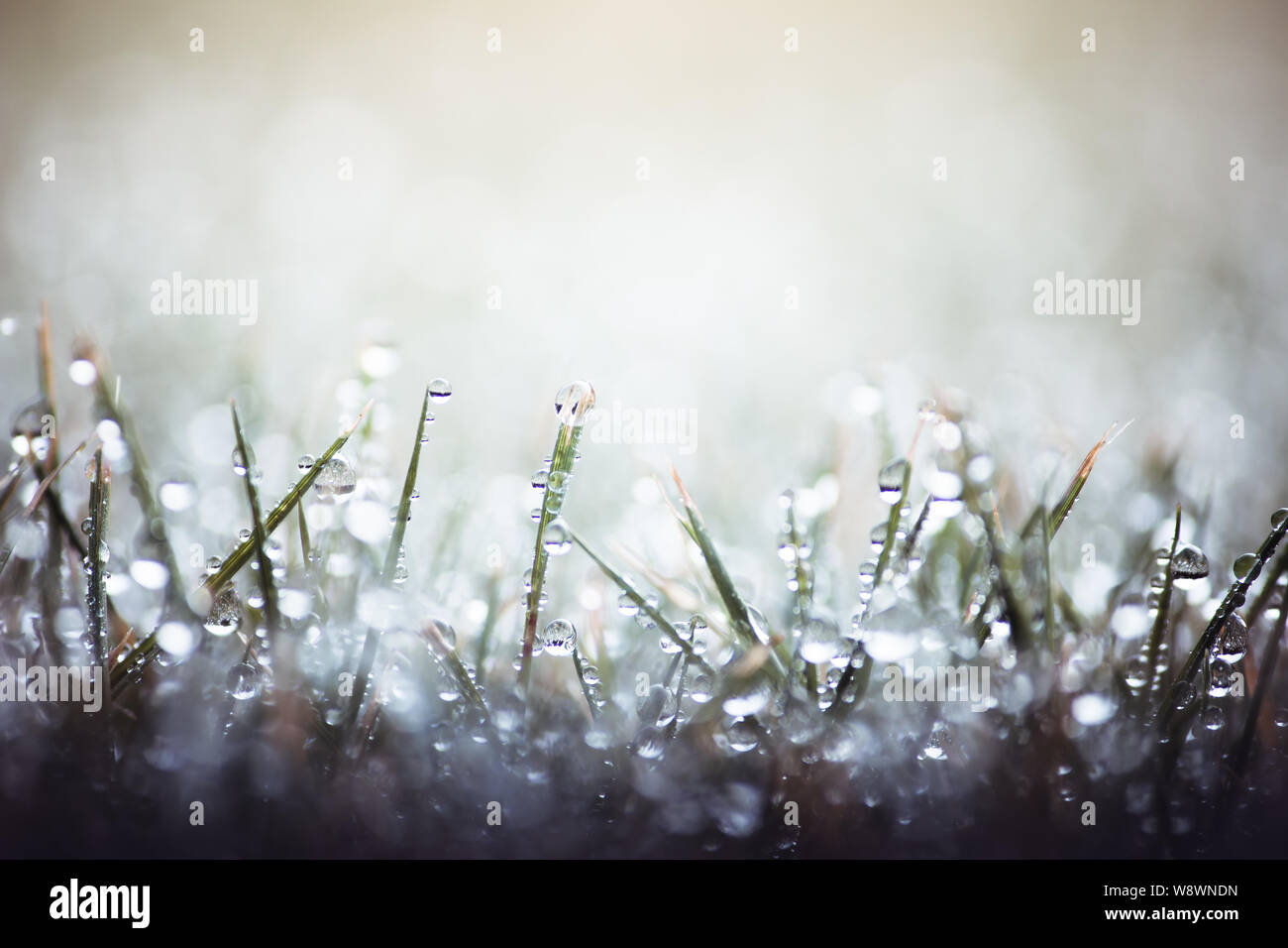 Fresh morning dew drops on green grass, macro nature background, spring ...