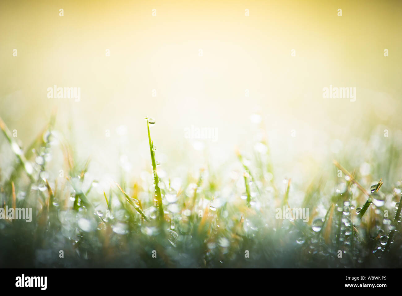 Fresh morning dew drops on green grass, macro nature background, spring ...