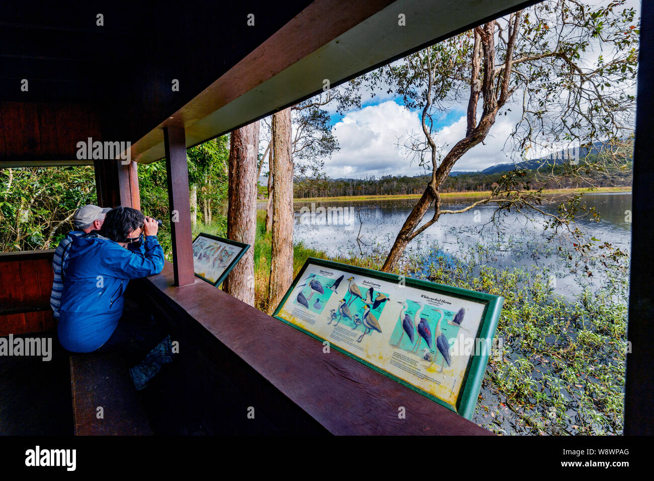 Two birdwatchers in the bird hide at Hasties Swamp, Atherton Tablelands ...