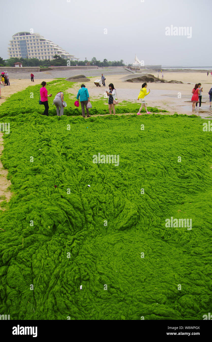 Tourists look at green algae at a beach in Rizhao city, east Chinas ...