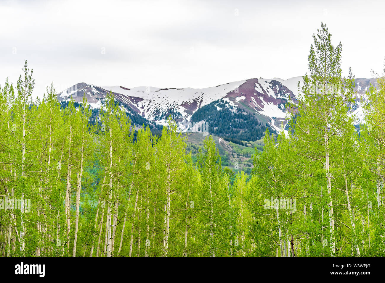 Green Aspen trees in Crested Butte, Colorado Snodgrass hiking trail in ...
