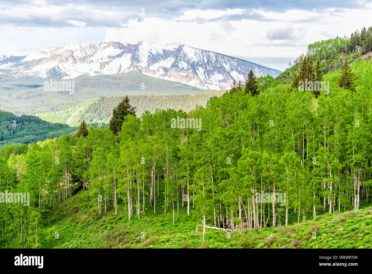 Green Aspen trees forest in sunny Crested Butte, Colorado Snodgrass ...