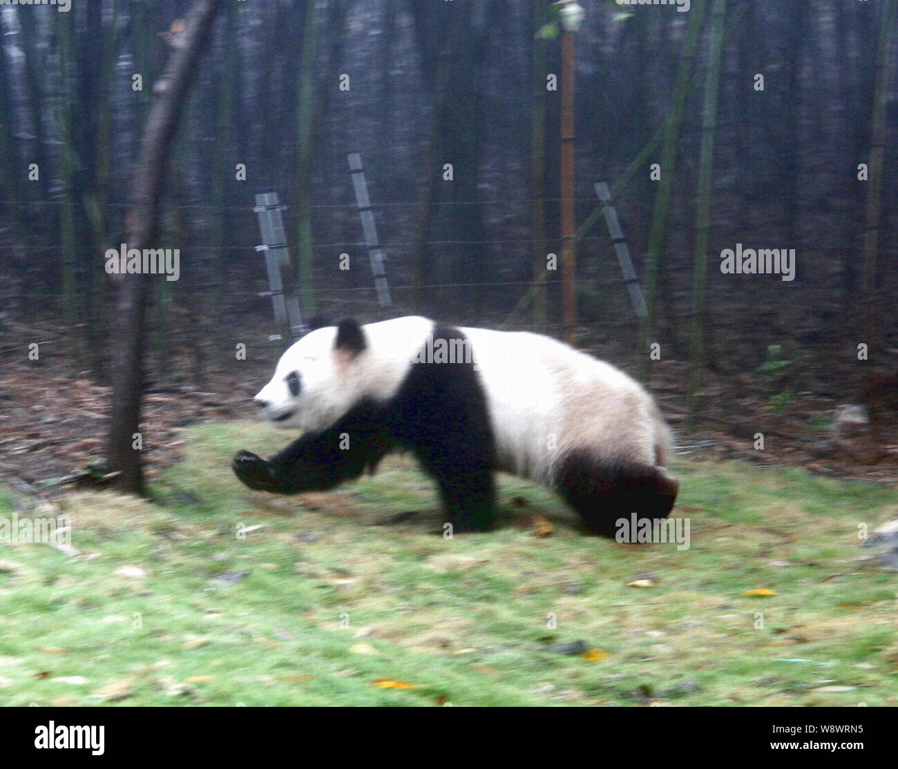 Female giant panda Yang Hua wanders at the Huaying Mountain Giant Panda ...