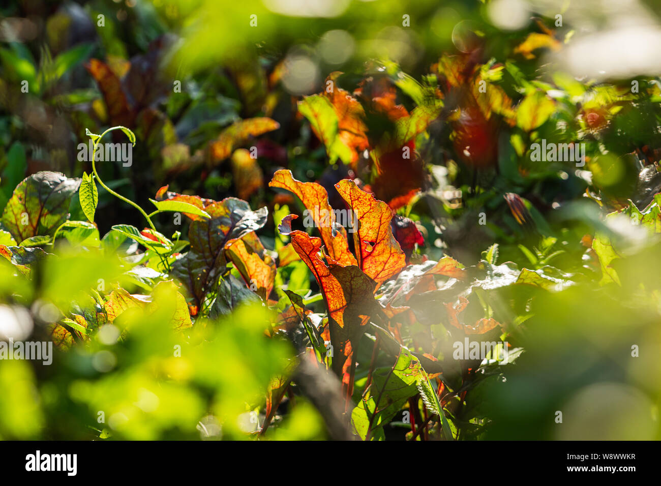 Beet leaves green foliage in a vegetable garden farm. Natural sunlight ...