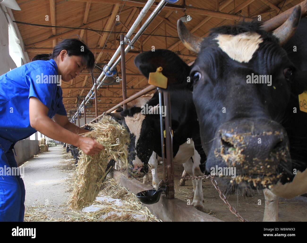 --FILE--A Chinese worker feeds cows at a dairy farm of Yili Group in ...