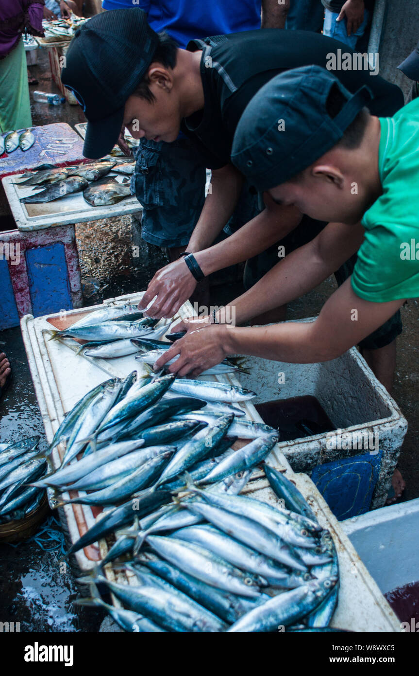 Fishmongers display fishes on the cold box at Paotere Fish Market in ...