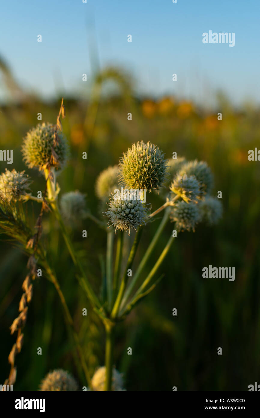 Summer Prairie wildflowers on a beautiful Summer afternoon. Dixon ...