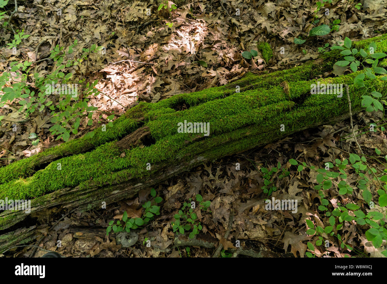 Tree log covered with green moss Stock Photo - Alamy