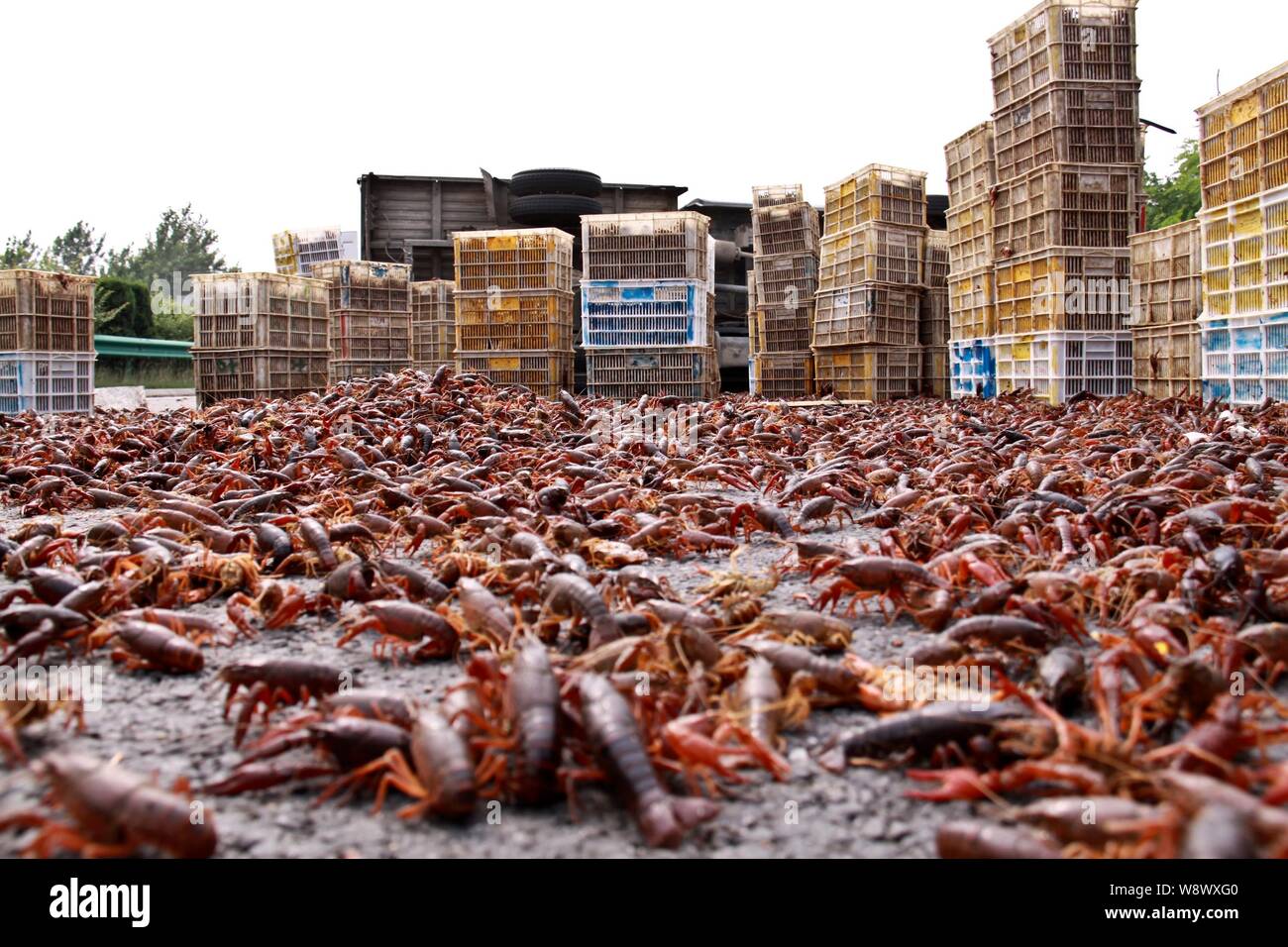 Ground Crayfish High Resolution Stock Photography and Images - Alamy