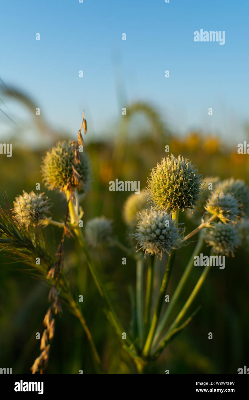 Summer Prairie wildflowers on a beautiful Summer afternoon. Dixon ...