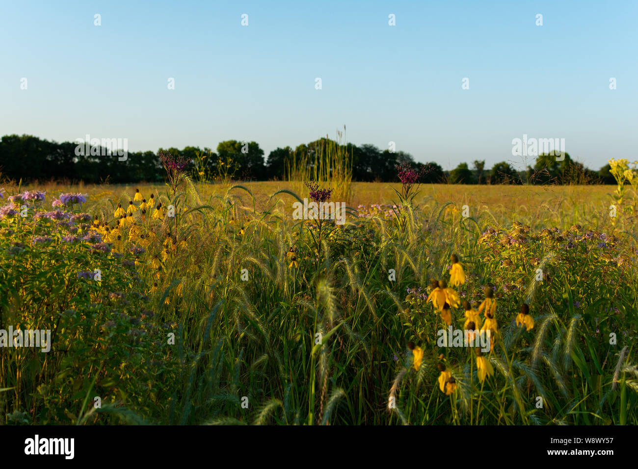 Summer Prairie wildflowers on a beautiful Summer afternoon. Dixon ...